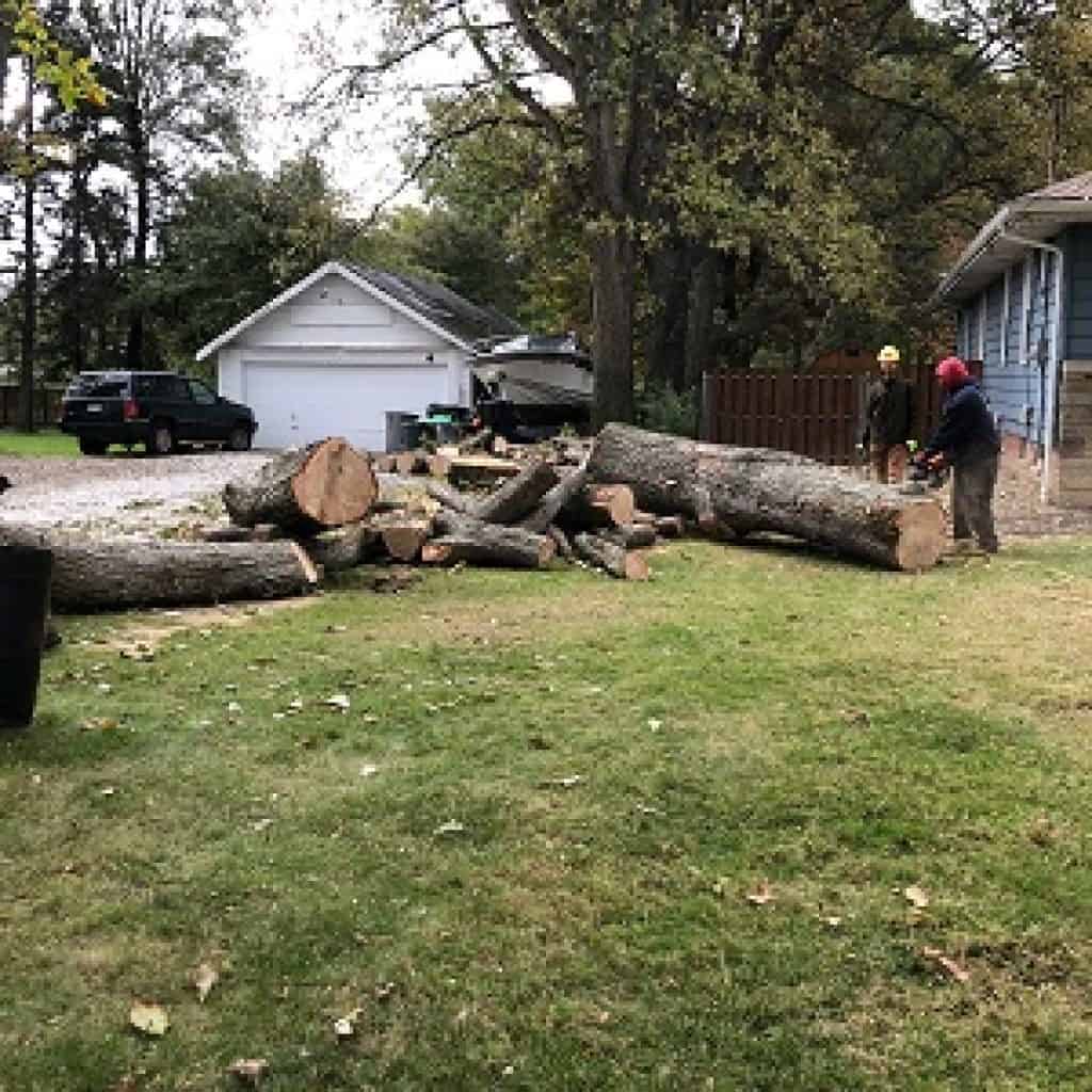 How to Choose the Right Tree Cutting and Removal Service and Avoid Scams